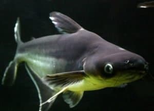 ¿Qué es el pescado pangasius, beneficios y daños, cómo elegir y cocinar ...