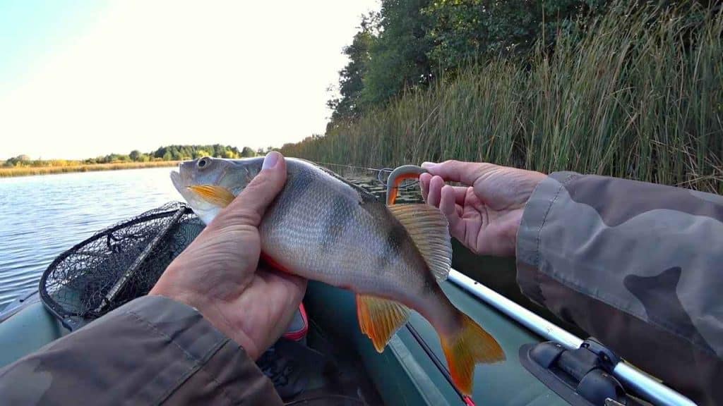 Jak wygląda stynka, rodzaje pisuchy, gdzie mieszka ryba, jak ją złowić ...